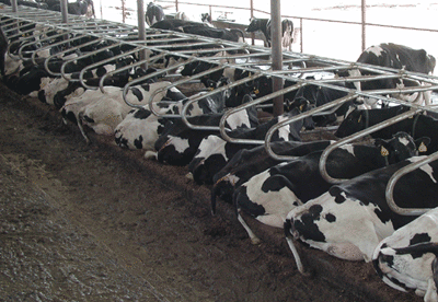 Cow Comfort, Cow mattresses,Pasture Mat,Pack Mat,western cow comfort ...