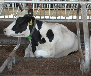 Cow Comfort, Cow mattresses,Pasture Mat,Pack Mat,western cow comfort ...